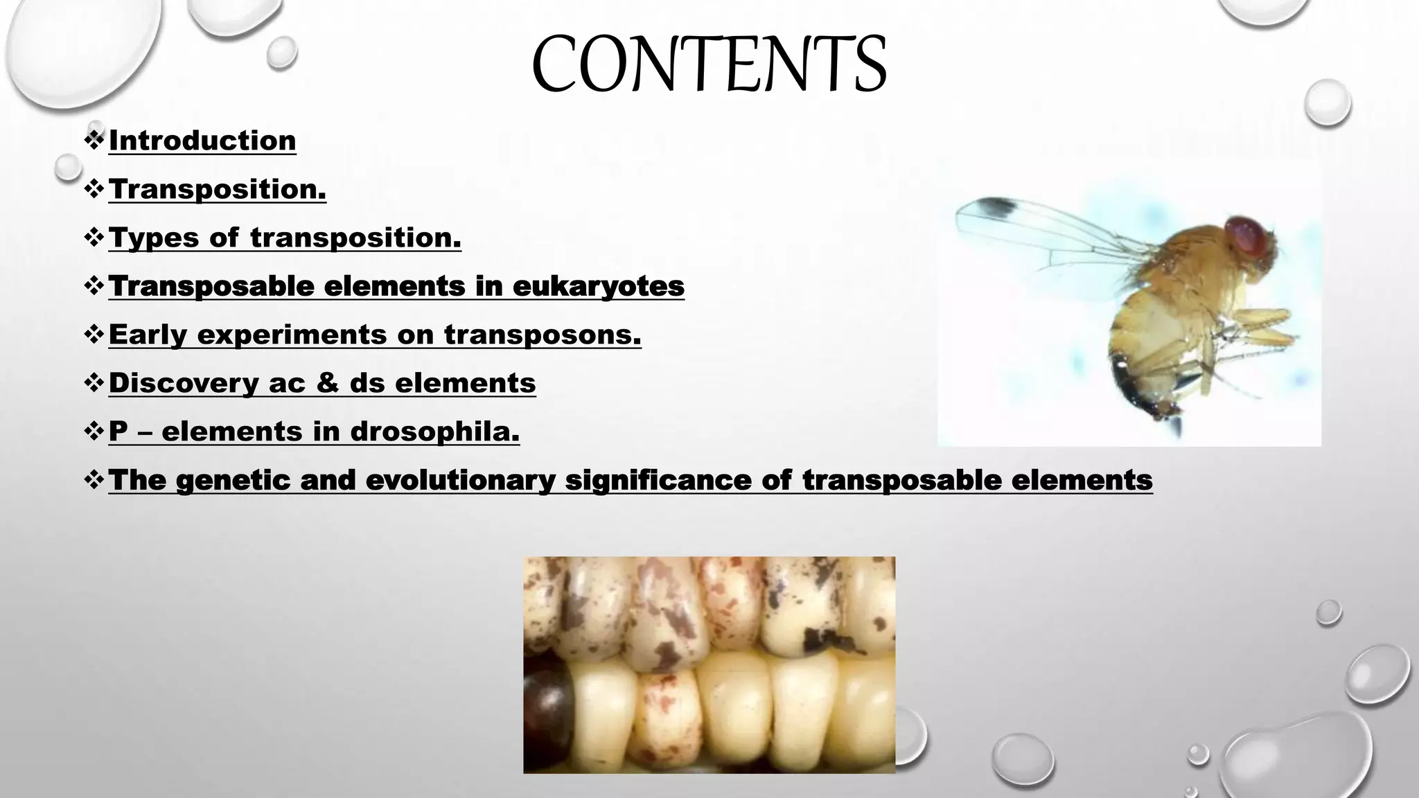 Transposable elements in Maize And Drosophila | PPTX