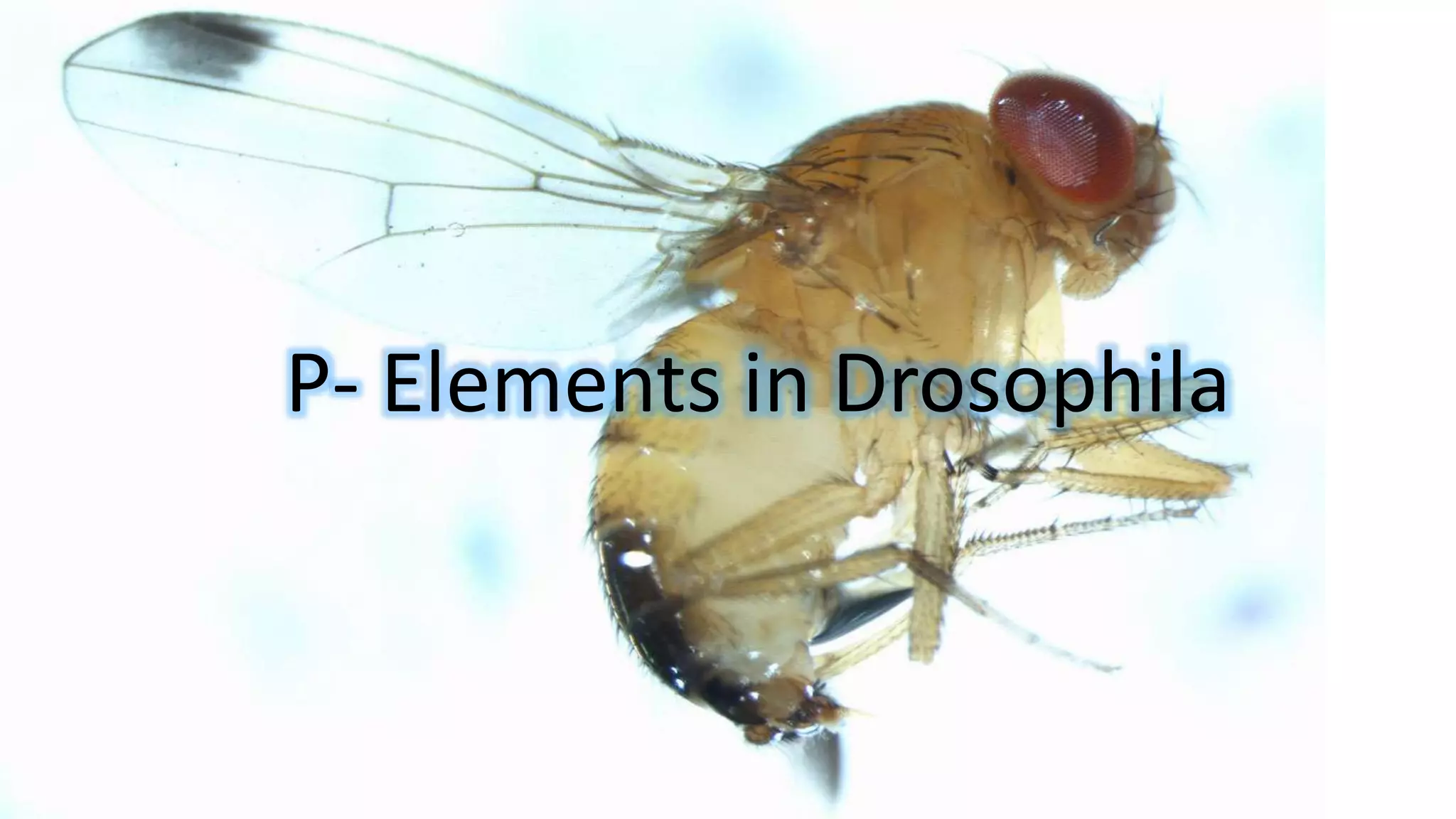 Transposable elements in Maize And Drosophila | PPTX
