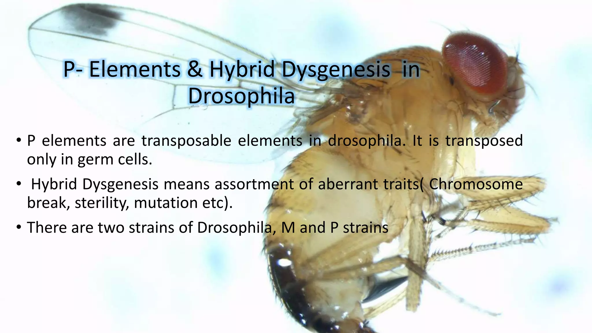 Transposable elements in Maize And Drosophila | PPTX