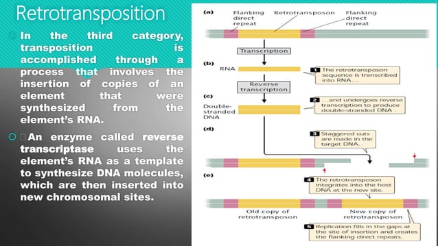 Transposable elements in Maize And Drosophila | PPTX | Genetics | Science