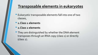 Transposable elements in Maize And Drosophila | PPTX