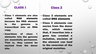 Transposable elements in Maize And Drosophila | PPTX