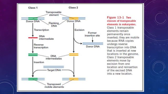 Transposable elements in Maize And Drosophila | PPTX | Genetics | Science