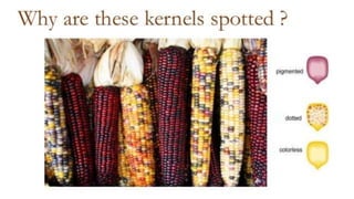 Transposable elements in Maize And Drosophila | PPTX