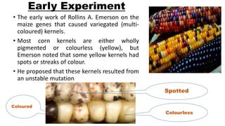 Transposable elements in Maize And Drosophila | PPTX