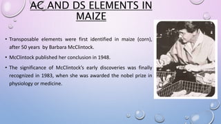 Transposable elements in Maize And Drosophila | PPTX