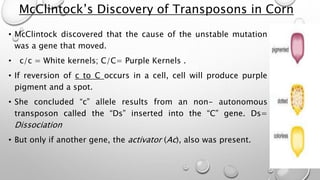 Transposable elements in Maize And Drosophila | PPTX