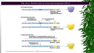 Transposable elements in Maize And Drosophila | PPTX