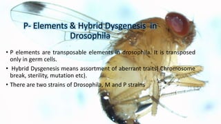 Transposable elements in Maize And Drosophila | PPTX