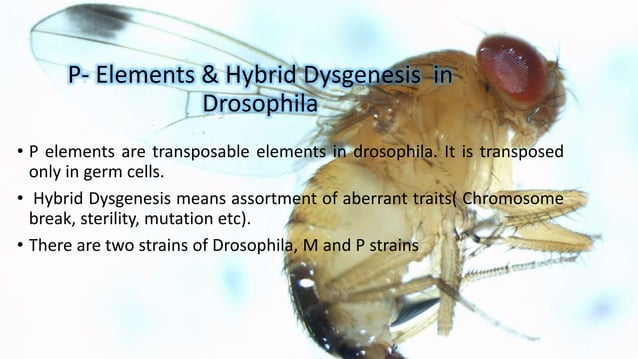 Transposable elements in Maize And Drosophila | PPTX | Genetics | Science