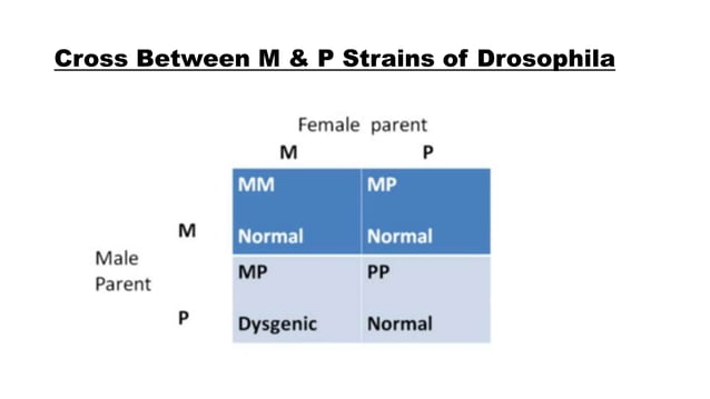 Transposable elements in Maize And Drosophila | PPTX | Genetics | Science