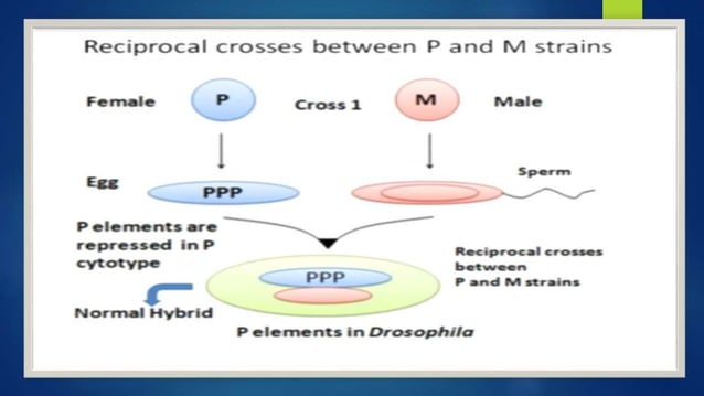 Transposable elements in Maize And Drosophila | PPTX | Genetics | Science