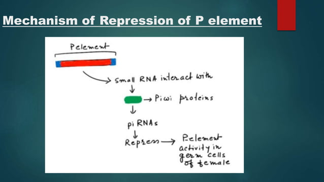 Transposable elements in Maize And Drosophila | PPTX | Genetics | Science