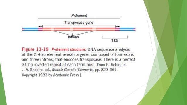Transposable elements in Maize And Drosophila | PPTX | Genetics | Science