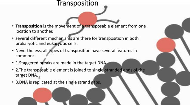Transposable elements in Maize And Drosophila | PPTX | Genetics | Science