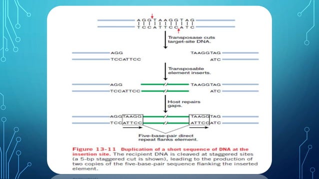 Transposable elements in Maize And Drosophila | PPTX | Genetics | Science