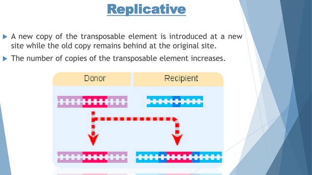 Transposable elements in Maize And Drosophila | PPTX | Genetics | Science