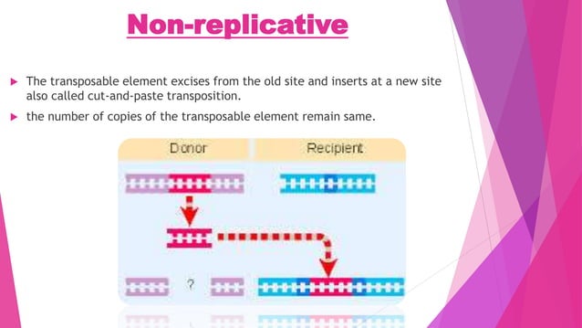 Transposable elements in Maize And Drosophila | PPTX | Genetics | Science