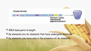 Transposable Elements or Jumping Genes.pptx