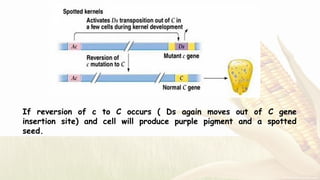 Transposable Elements or Jumping Genes.pptx