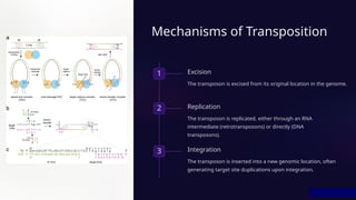 Transposable Elements or Jumping Genes.pptx