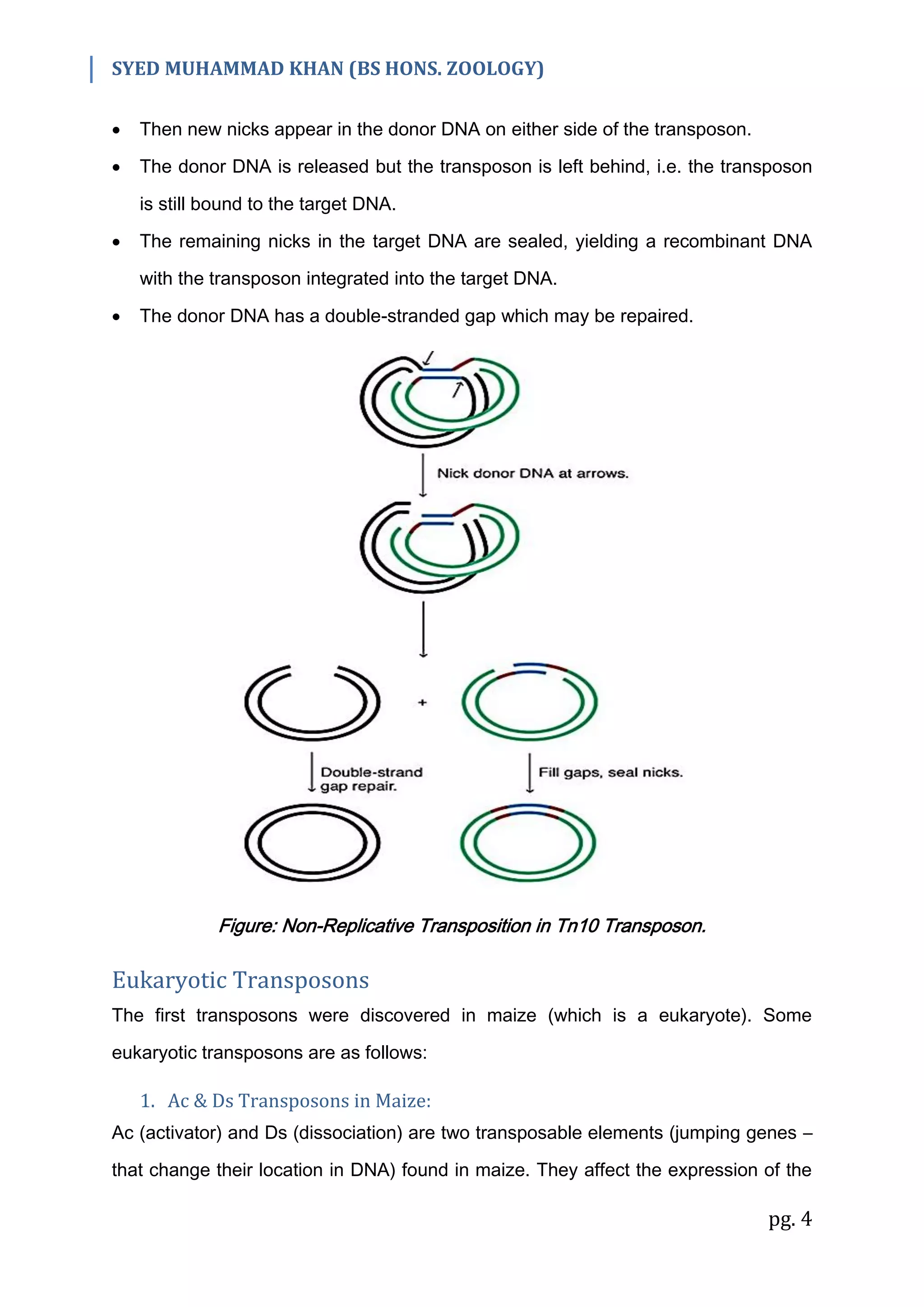 Transposable Elements Or Transposition Pdf