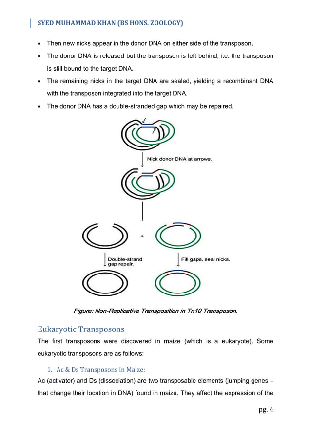 Transposable Elements or Transposition | PDF