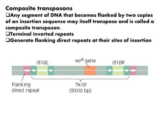 Transposable elements suk | PPTX