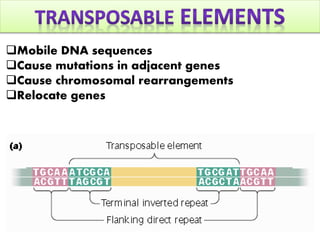 Transposable elements suk | PPTX