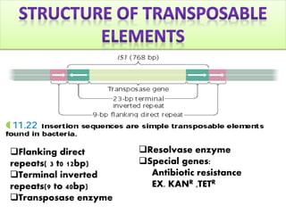Transposable elements suk | PPTX