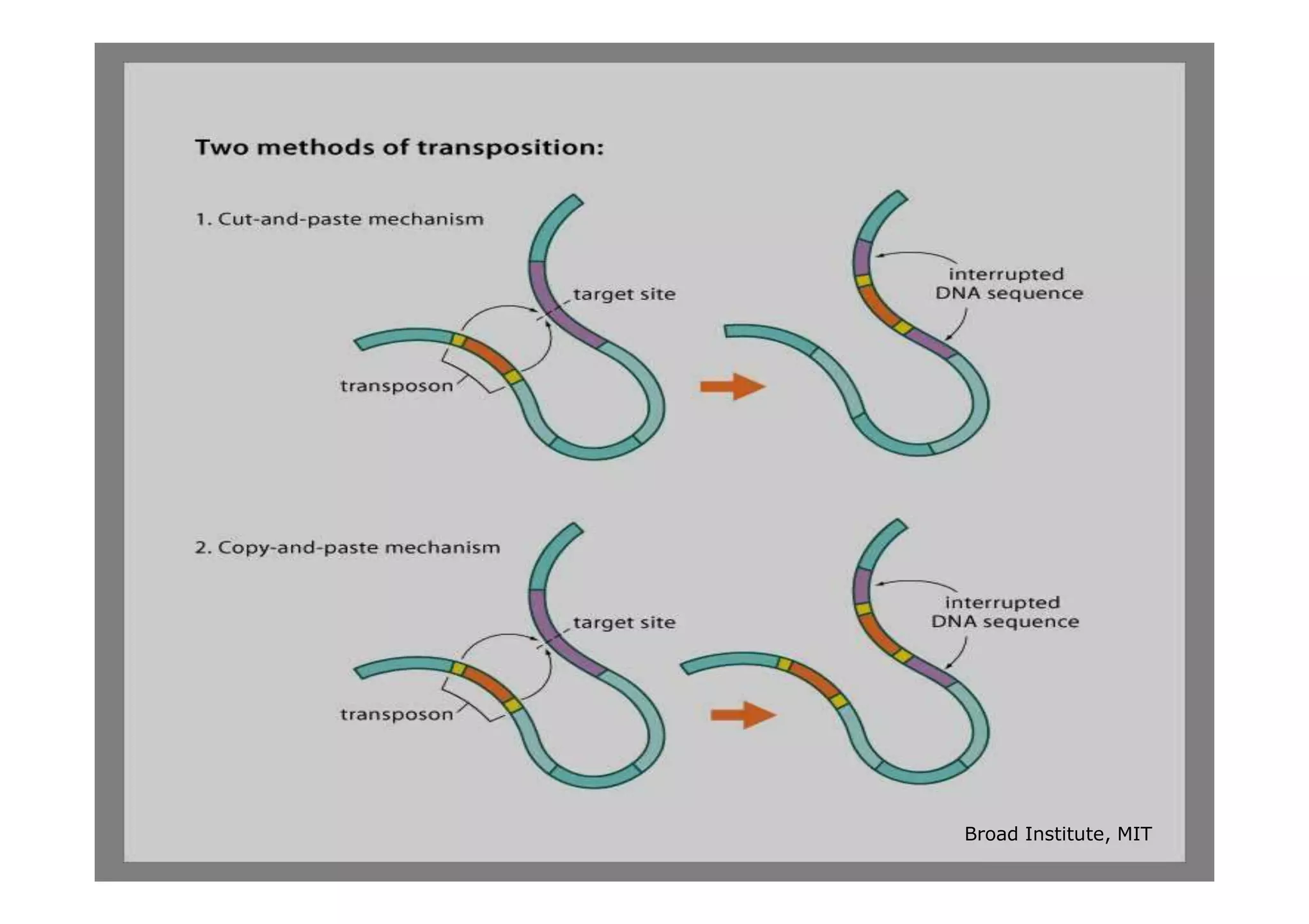 Transposibleelements.pptx