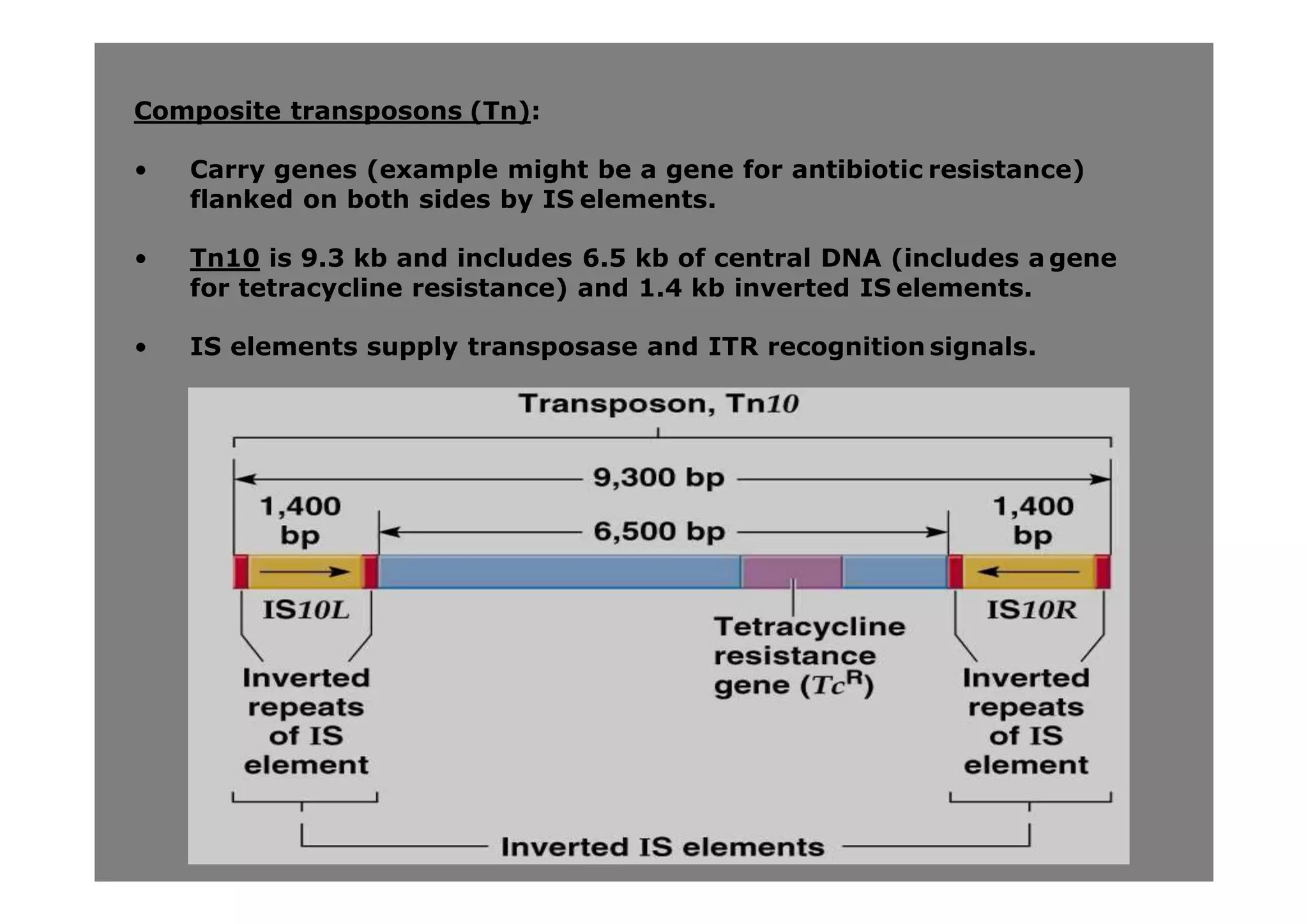 Transposibleelements.pptx