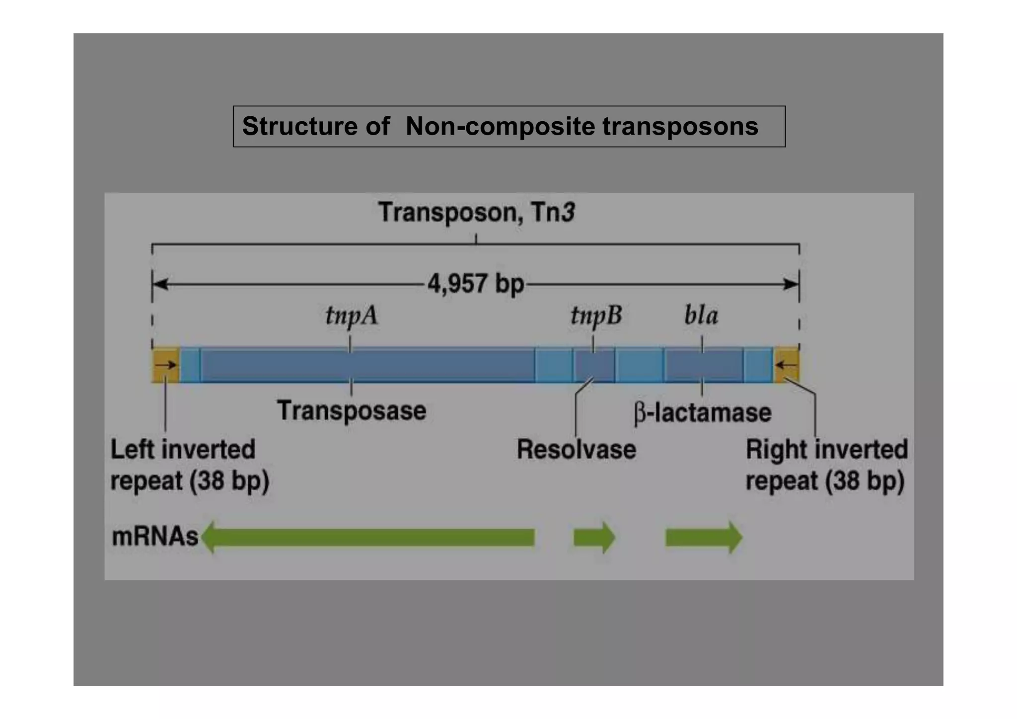 Transposibleelements.pptx