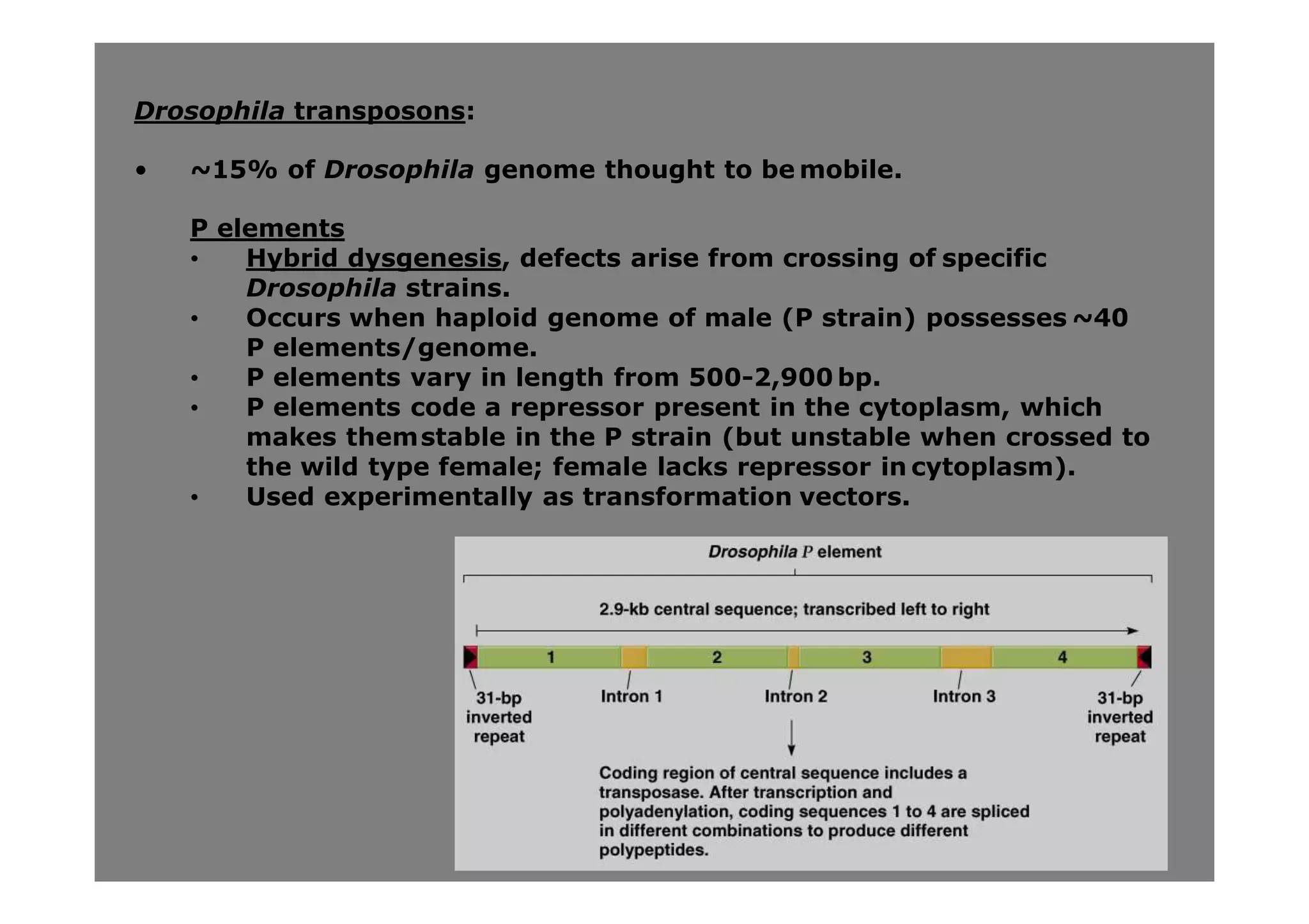 Transposibleelements.pptx