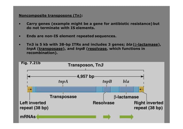 Transposibleelements.pptx