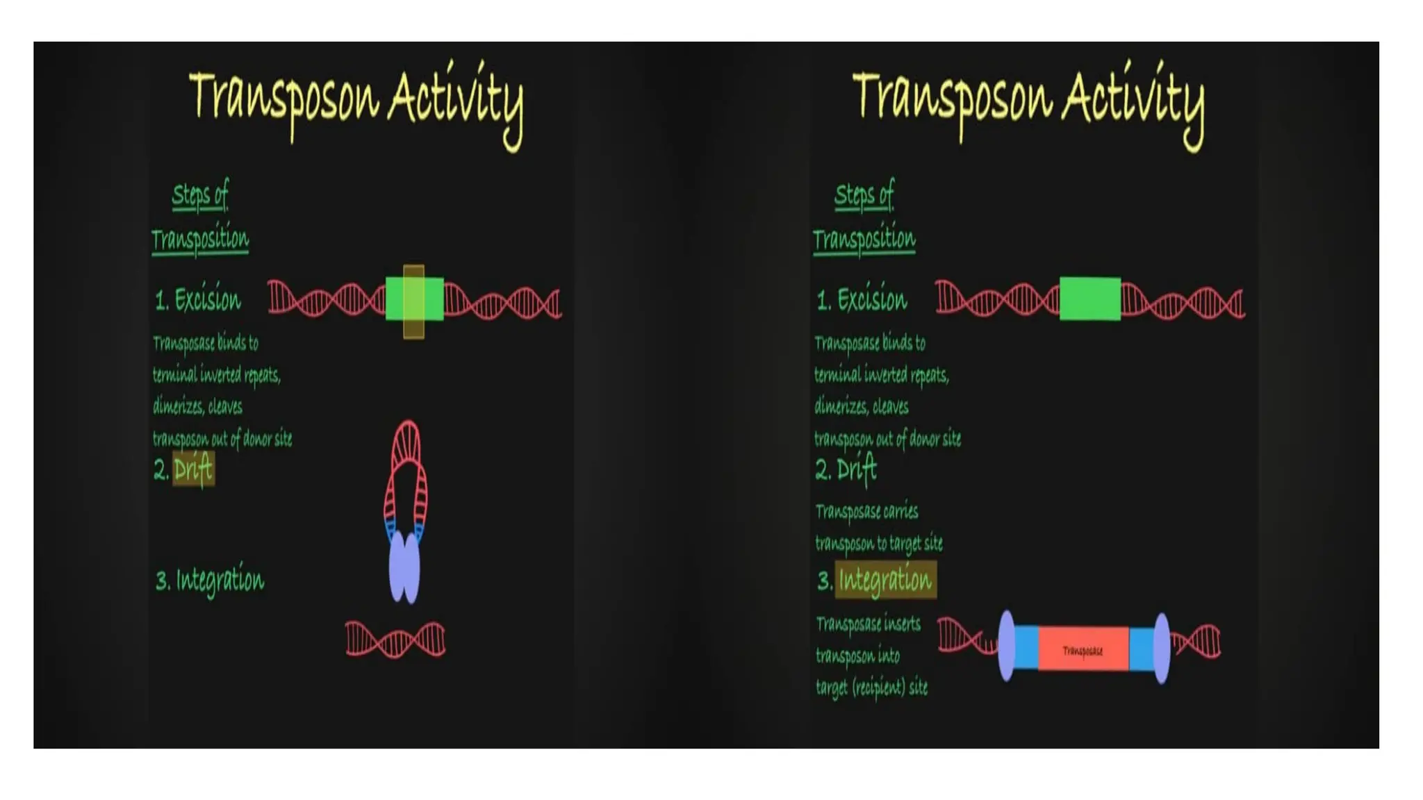 transposition, cell molecular biology.pptx | Free Download