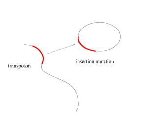 Transposition2 (1).ppt