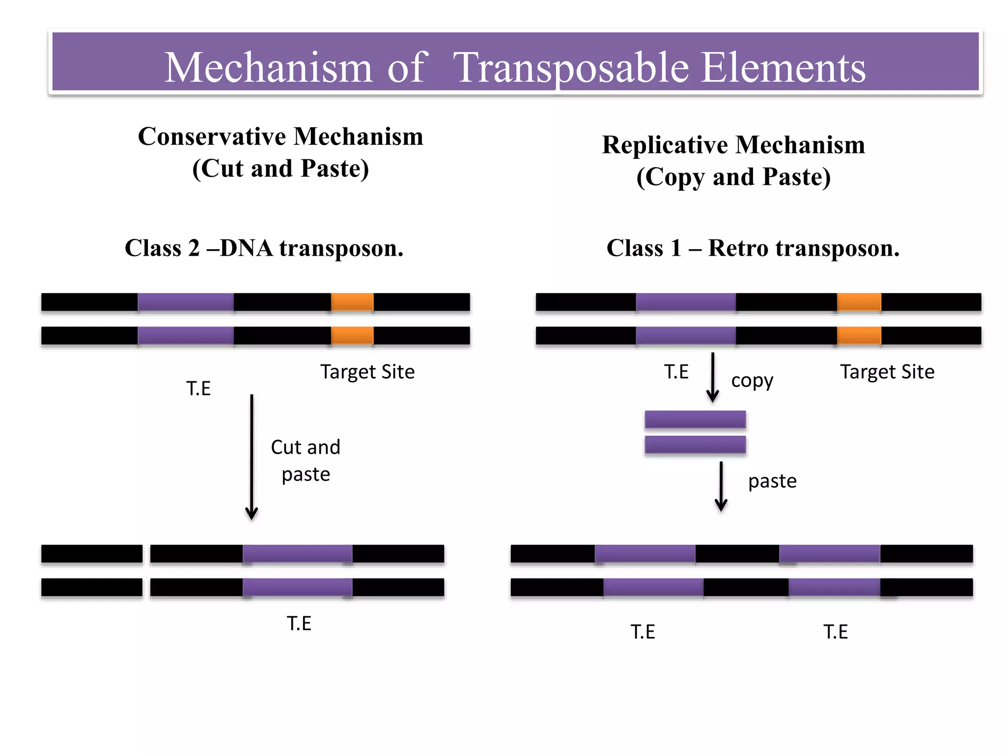 Transposon | PPTX