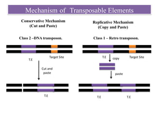 Transposon | PPT