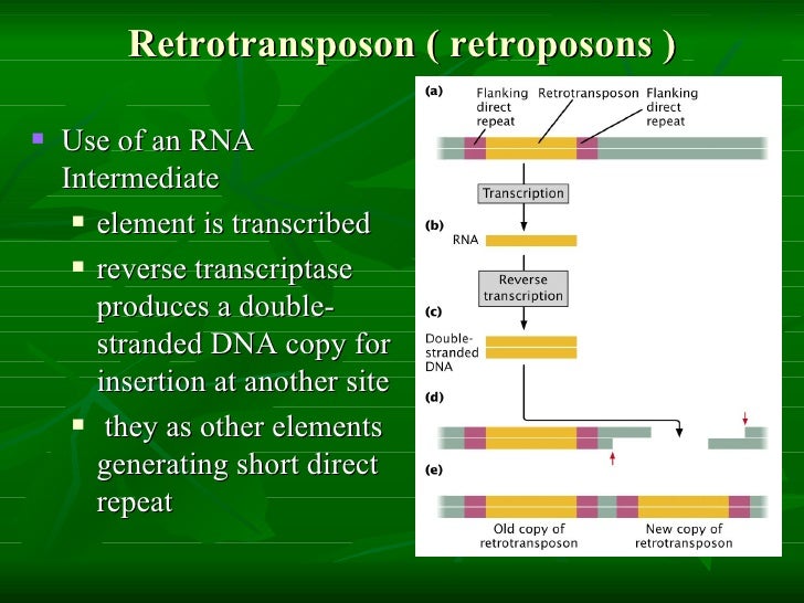 Transposone And Retrotransposone