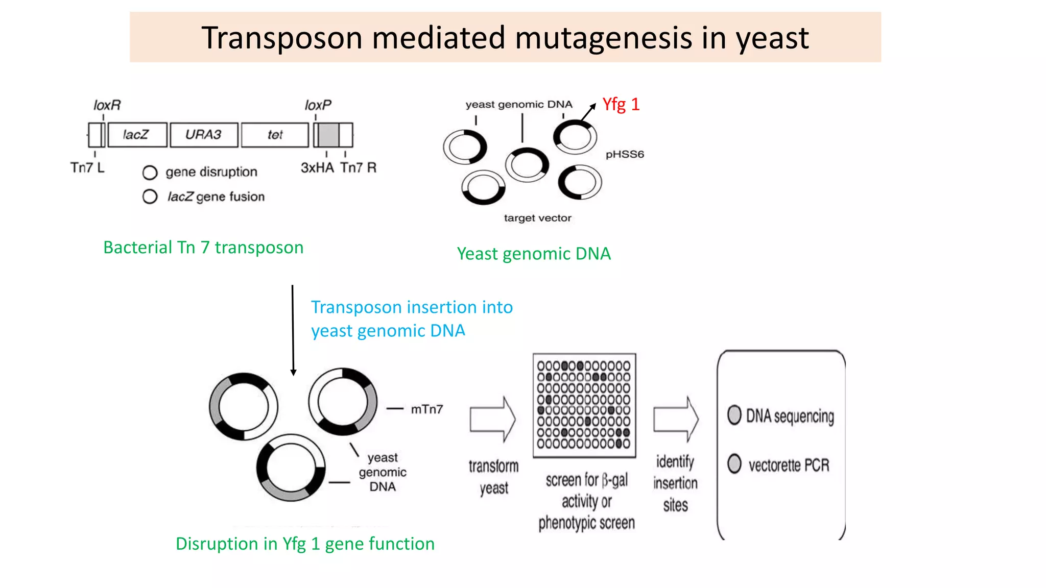 Transposon mutagenesis 629 | PPTX