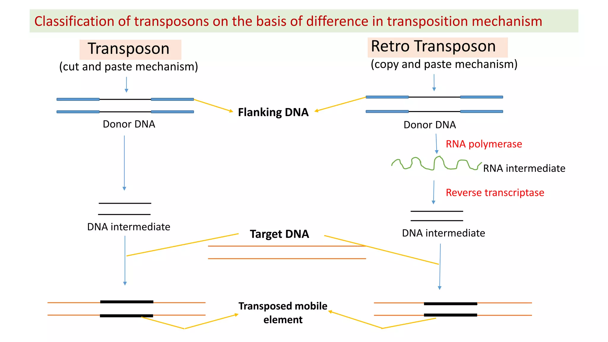 Transposon mutagenesis 629 | PPTX