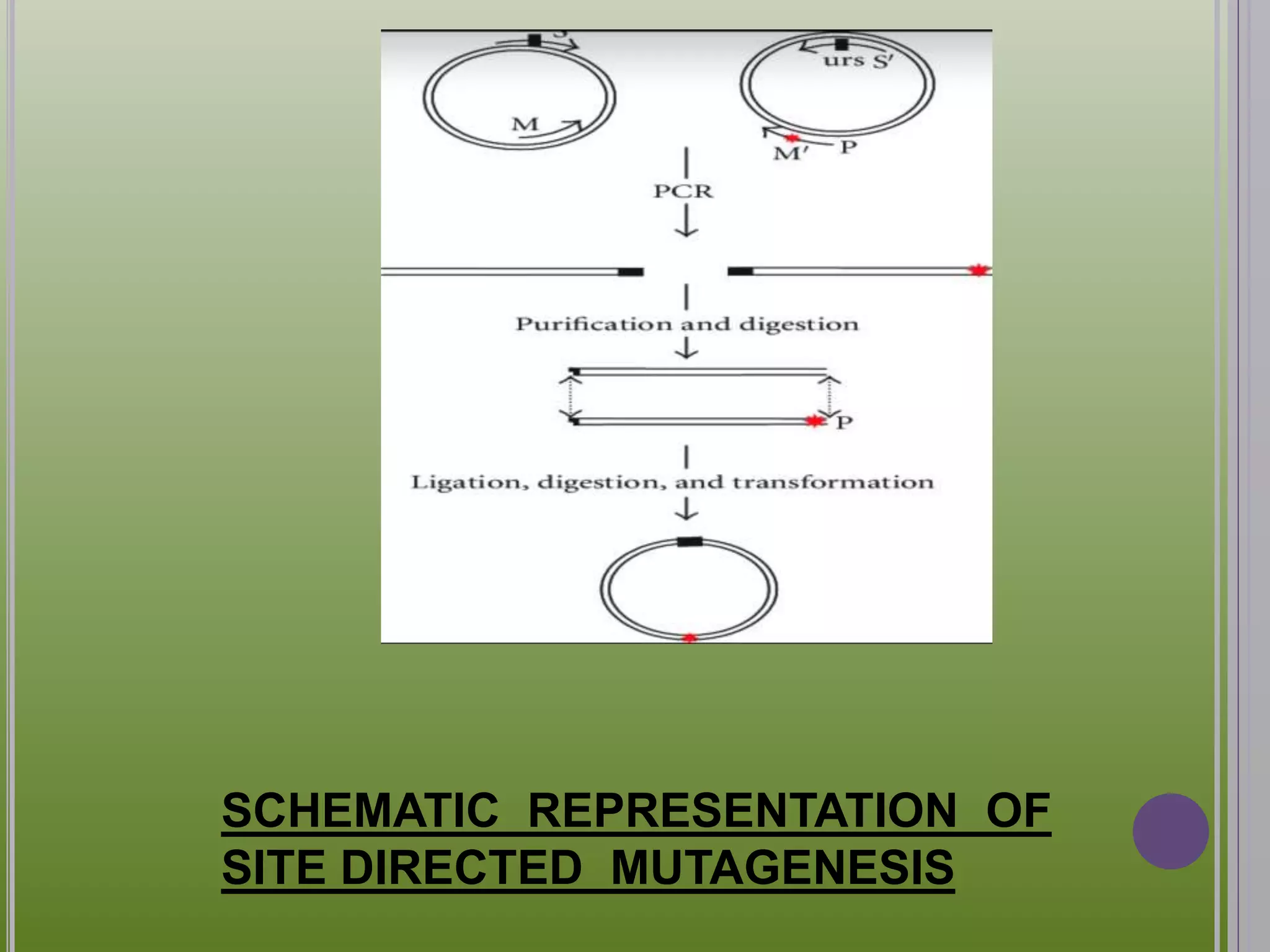 Transposon mutagenesis & site directed mutagenesis | PPTX