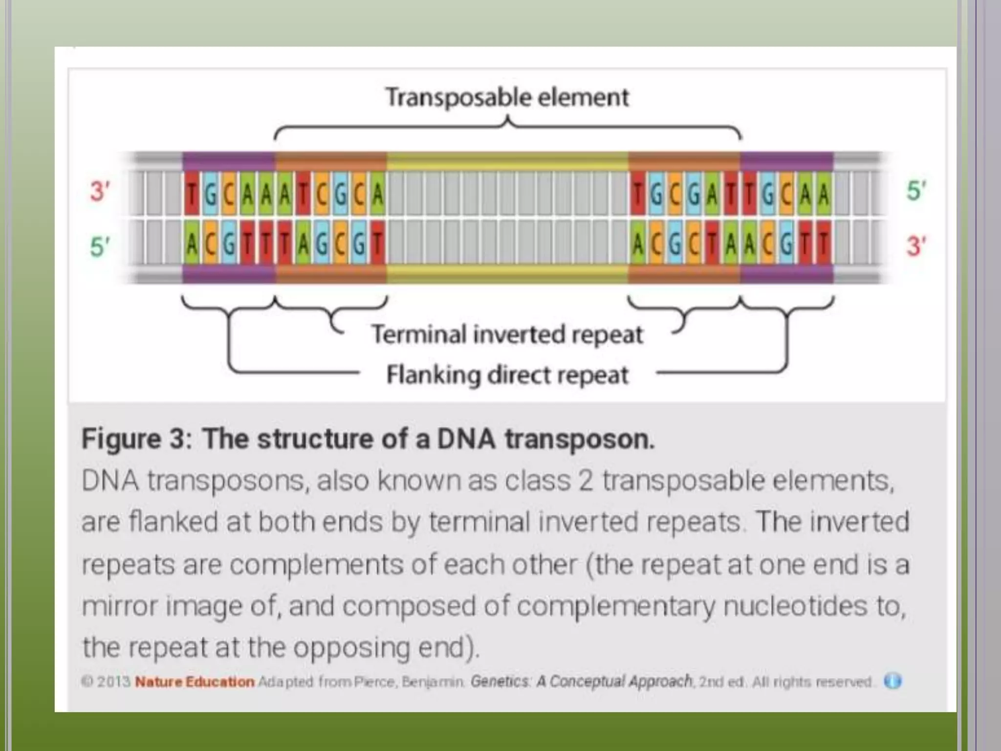 Transposon mutagenesis & site directed mutagenesis | PPTX