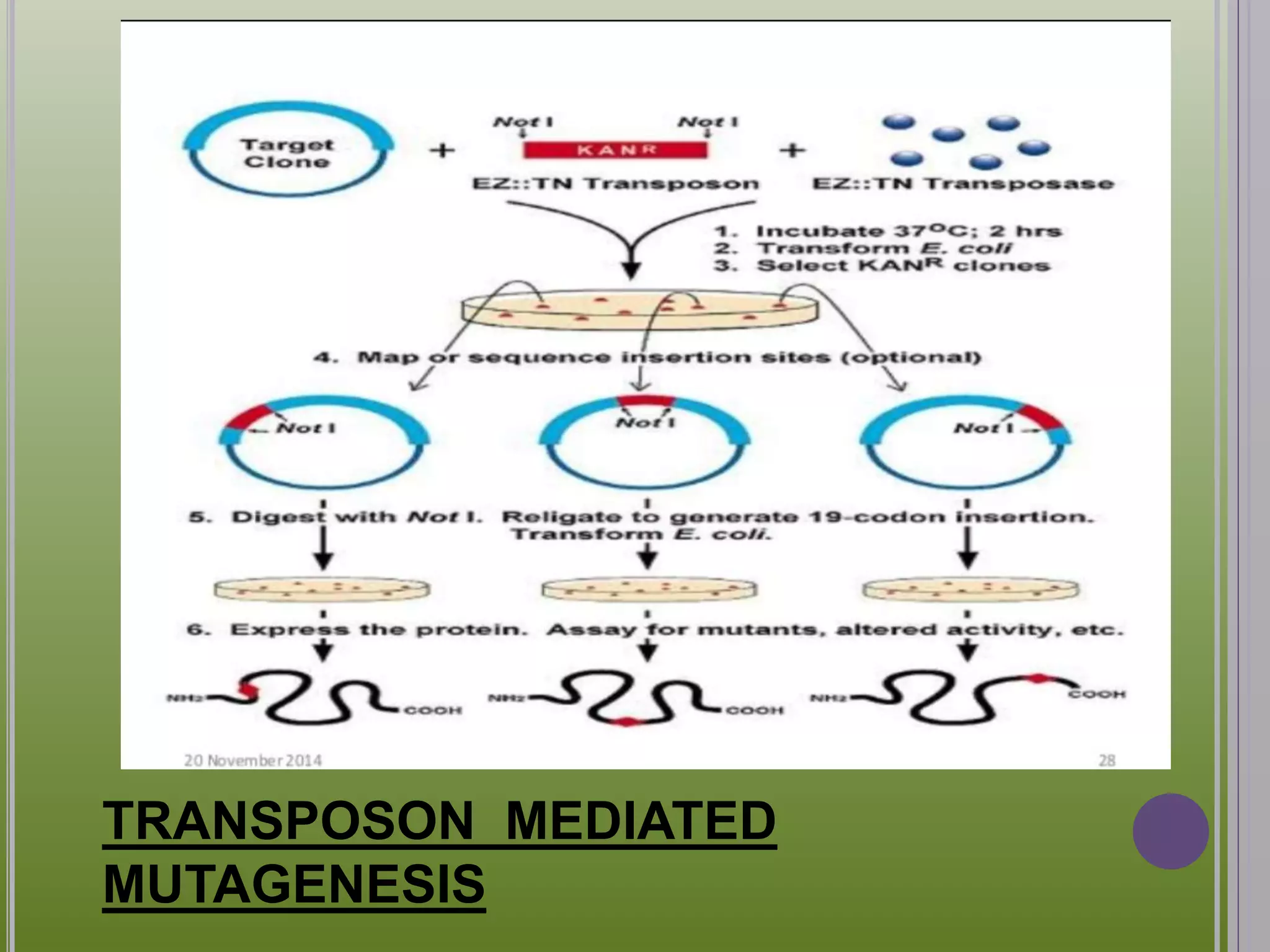 Transposon mutagenesis & site directed mutagenesis | PPTX