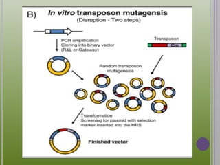 Transposon mutagenesis & site directed mutagenesis | PPTX