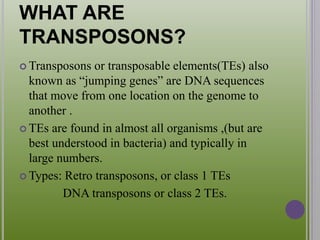Transposon mutagenesis & site directed mutagenesis | PPTX