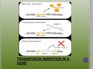 Transposon mutagenesis & site directed mutagenesis | PPTX