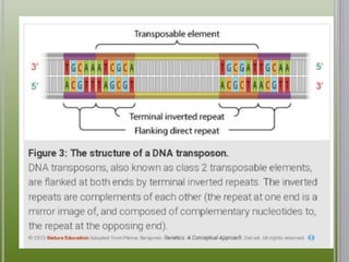 Transposon mutagenesis & site directed mutagenesis | PPTX