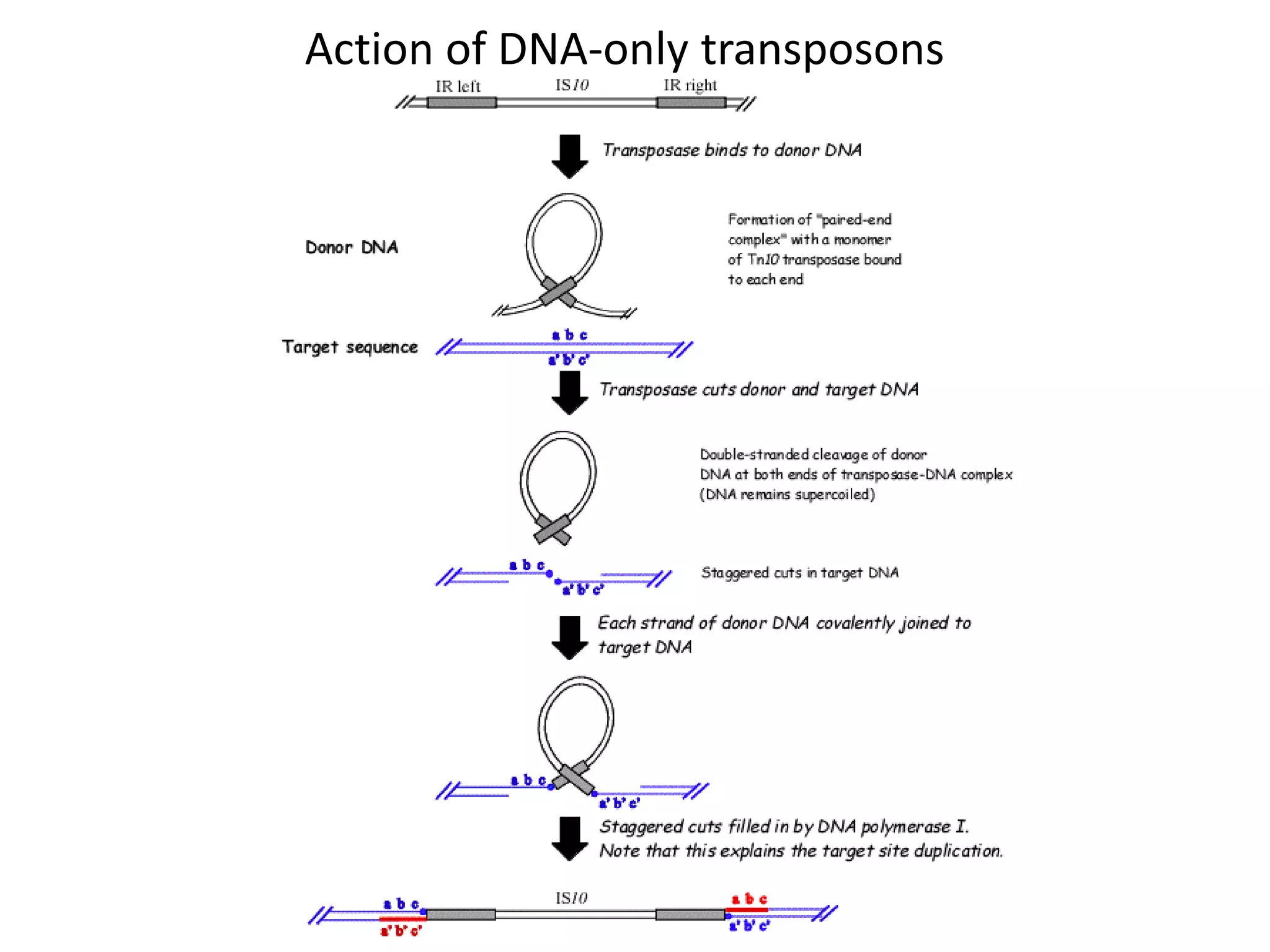Transposons: the jumping genes | PPTX
